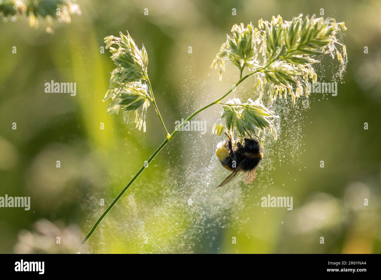 UK wildlife - 12 June 2023 - High pollen count on a hot summer's ...