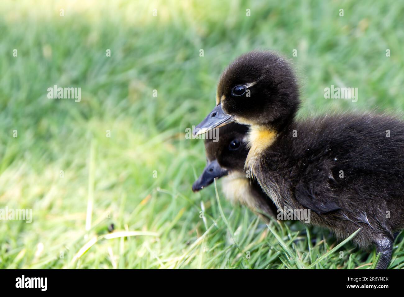 Cute Yellow Ducklings