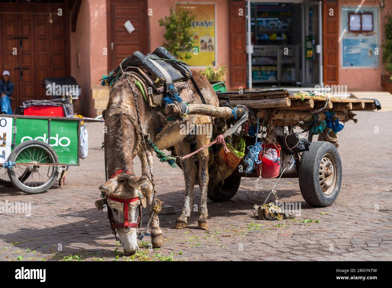 Donkey and cart waiting for work in Marrakech Stock Photo - Alamy