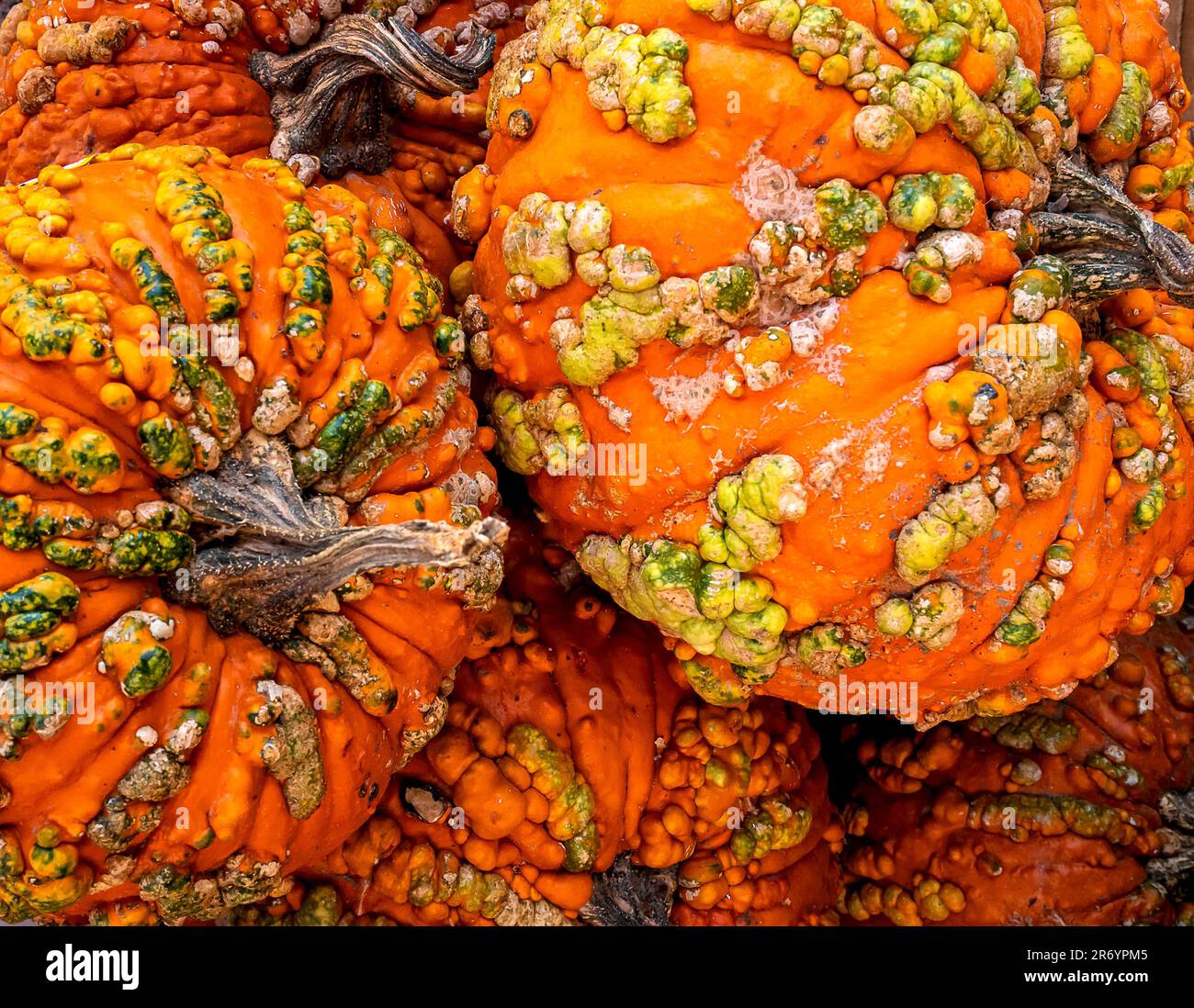 The details of a bunch of knucklehead pumpkins Stock Photo - Alamy