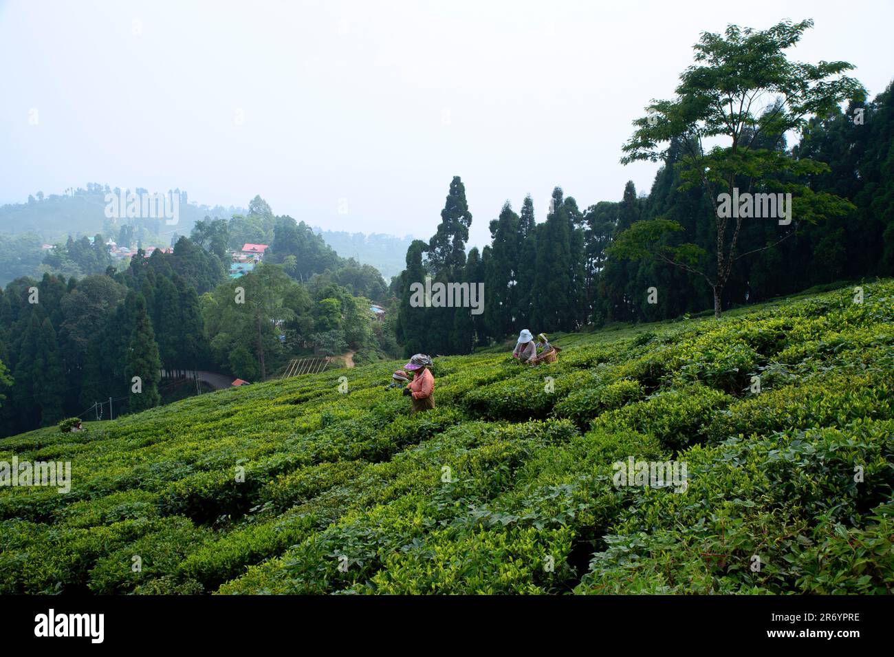 North bengal tea plantation hi-res stock photography and images - Alamy