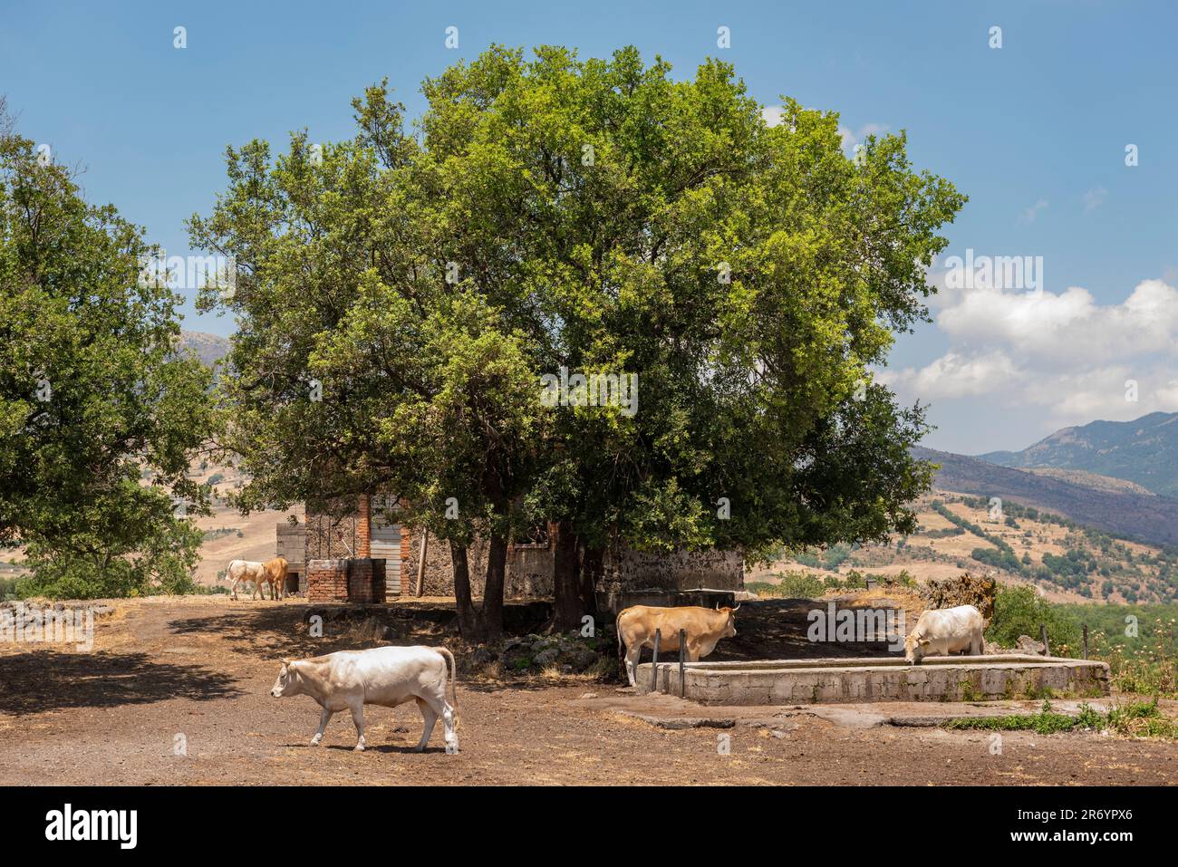 Cattle drinking in the shade of an ilex tree at a small farm high on ...