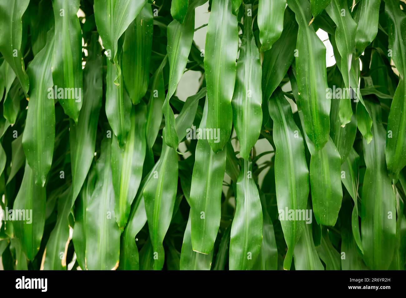 Background from green long leaves of a tropical plant Stock Photo - Alamy