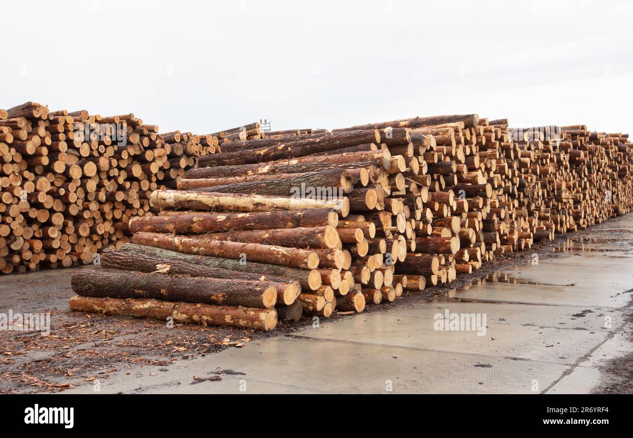 Wooden logs at a woodworking plant. Natural wood processing industry ...