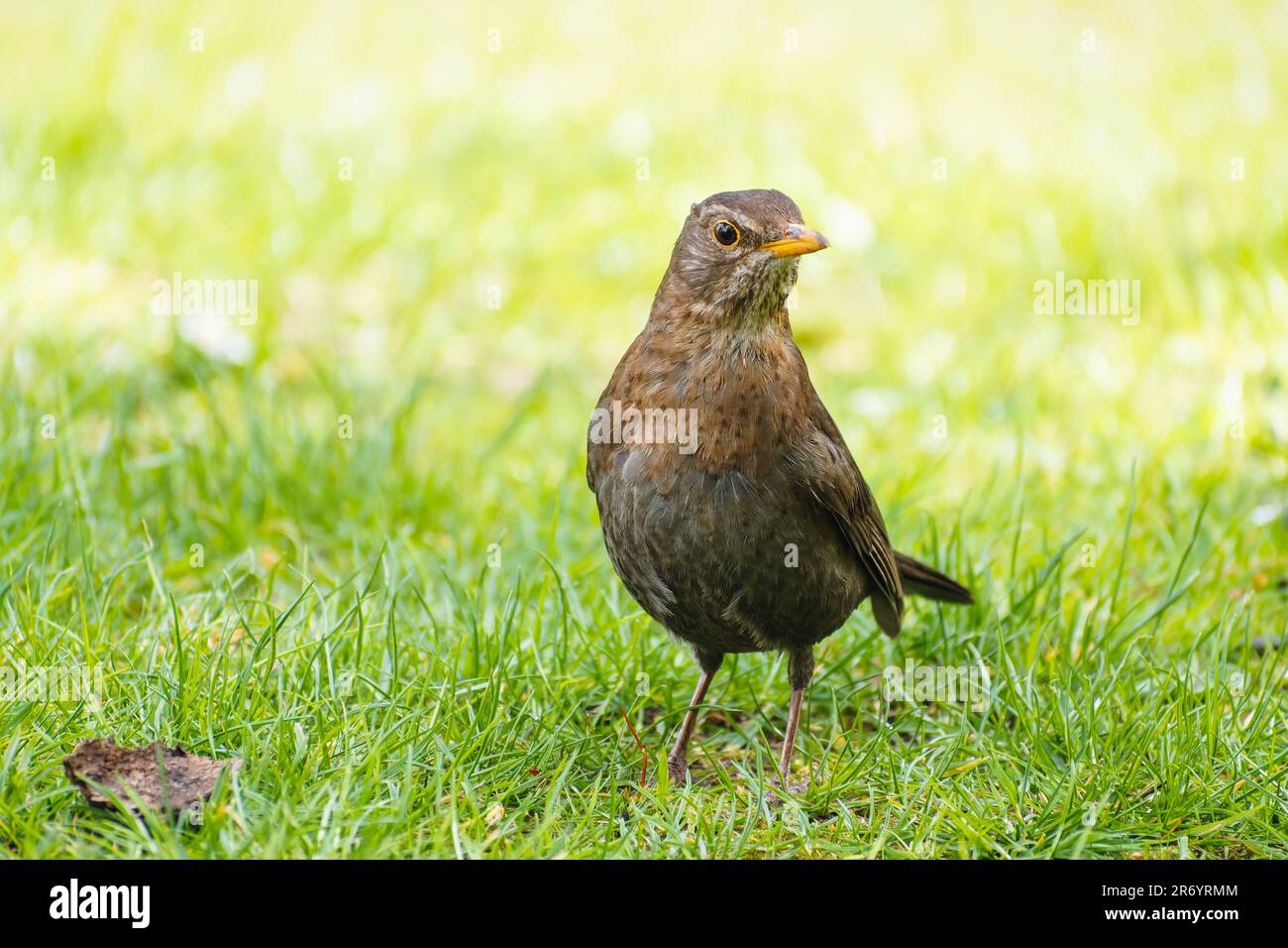 Female blackbird in a garden Stock Photo - Alamy