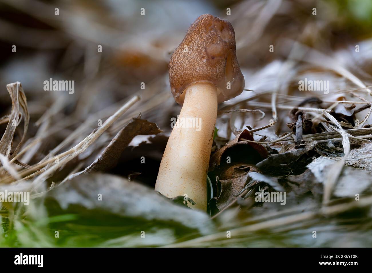 Bell morel hi-res stock photography and images - Alamy