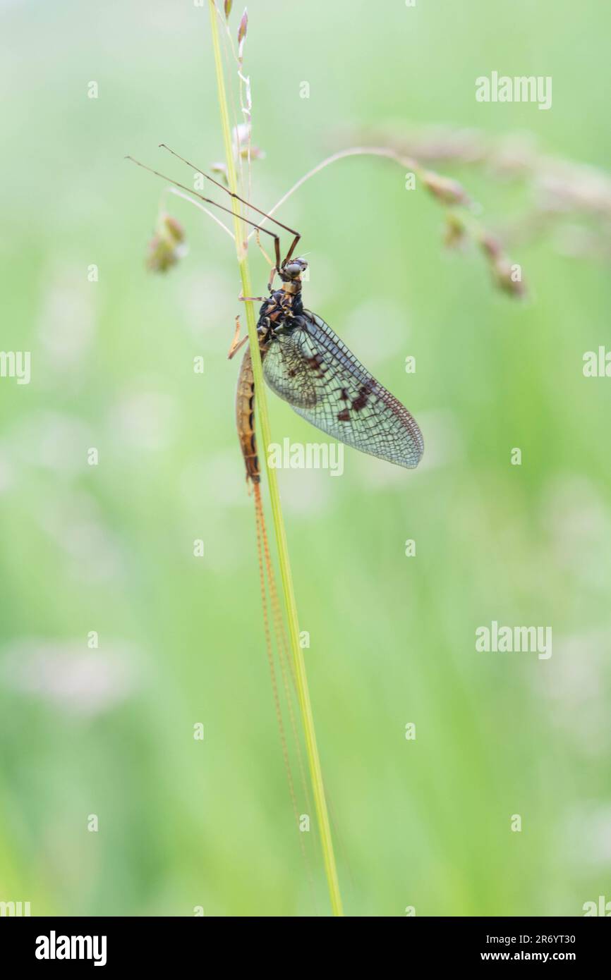 Mayfly adult spinner on grass Stock Photo - Alamy