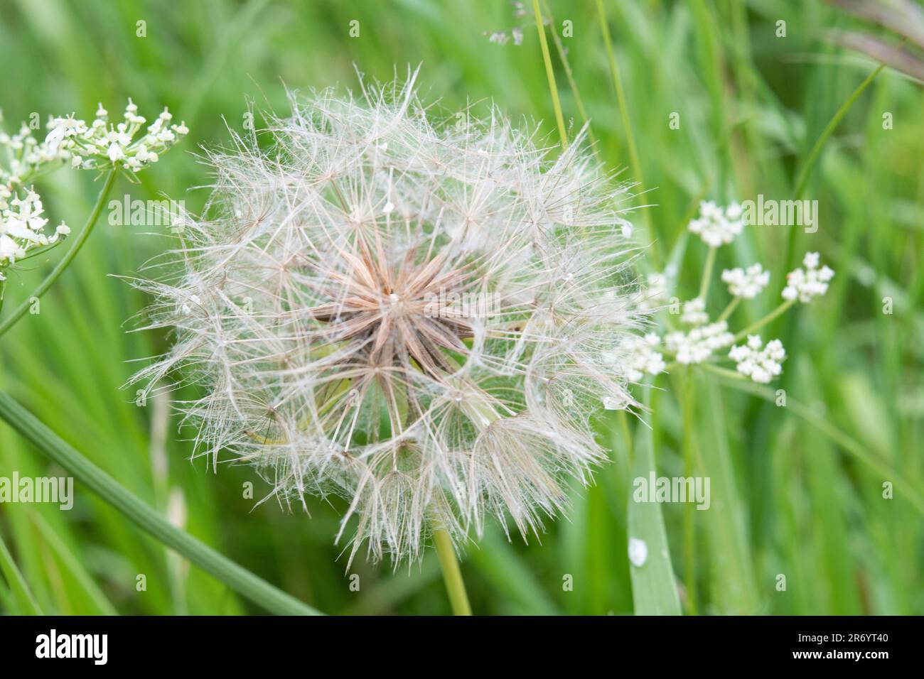 The noon flower hi-res stock photography and images - Alamy