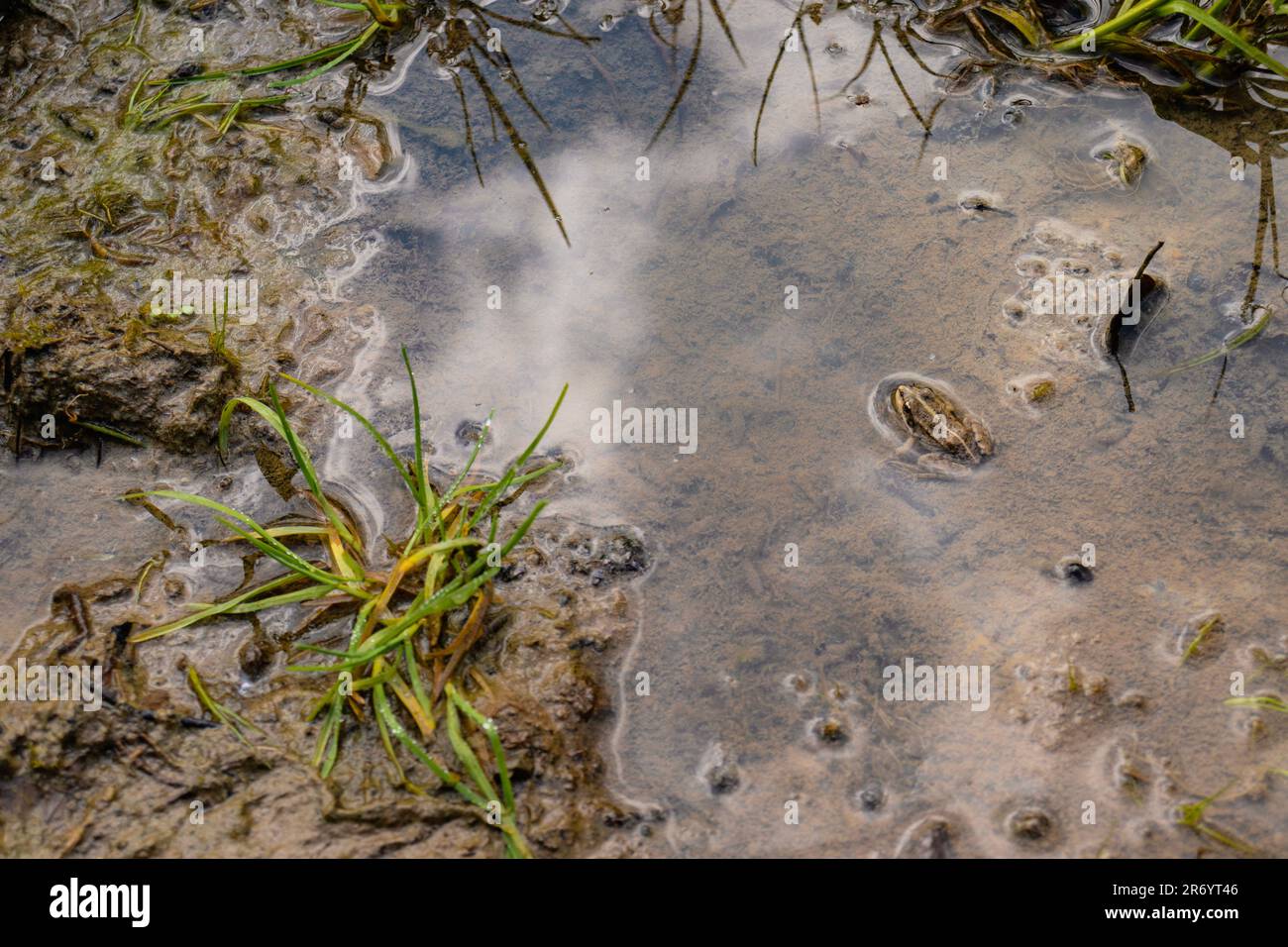 Common frog european top view hi-res stock photography and images - Alamy