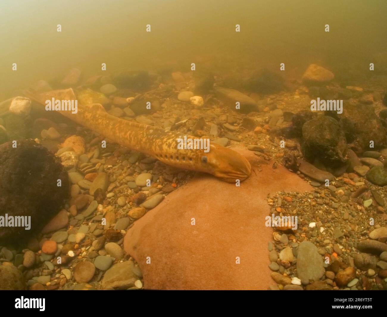 Spawning on redd hi-res stock photography and images - Alamy