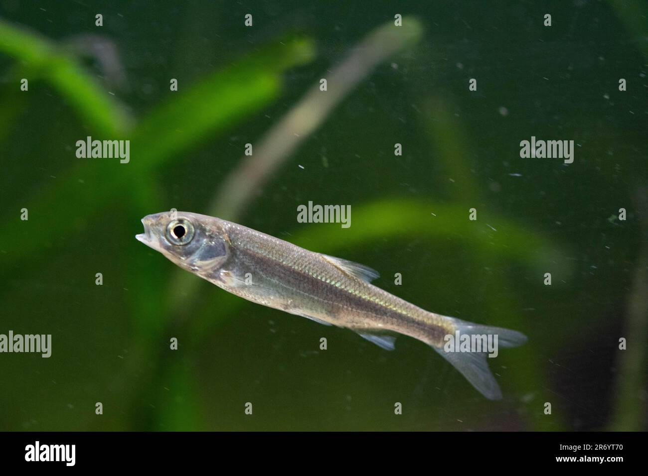Dace hi-res stock photography and images - Alamy