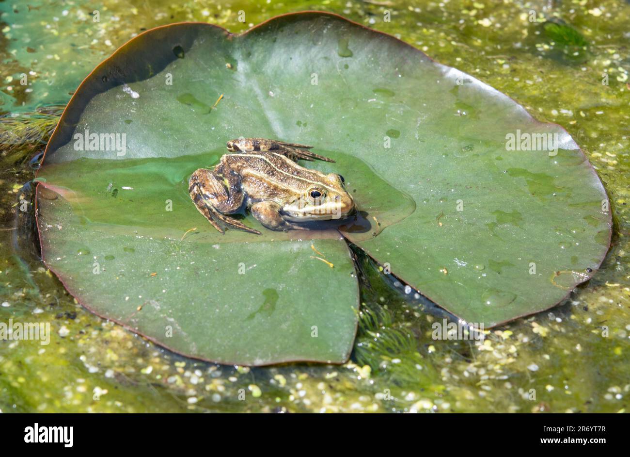 The northern pool frog hi-res stock photography and images - Alamy