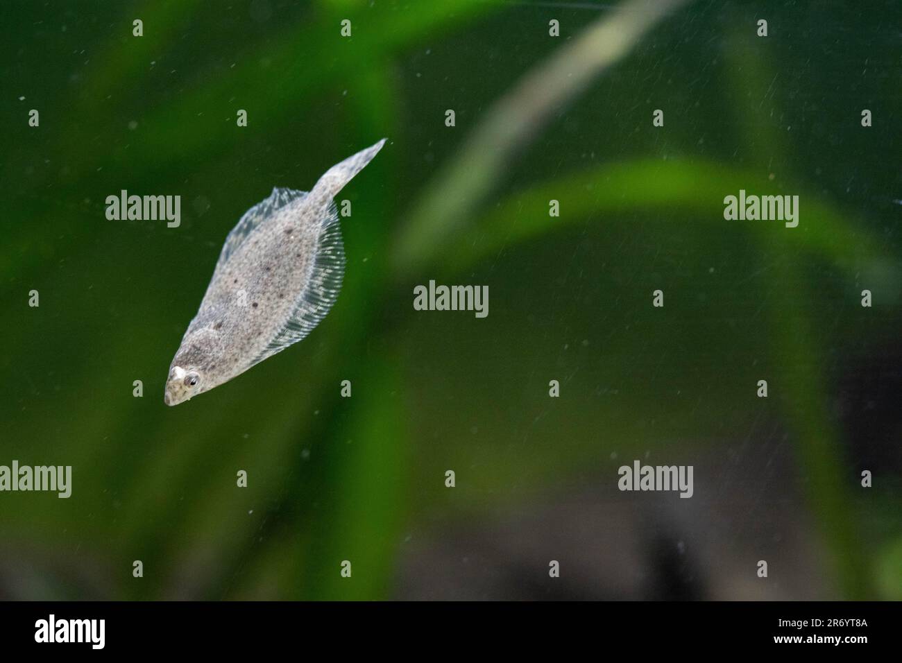 a small flounder in a freshwater Stock Photo - Alamy