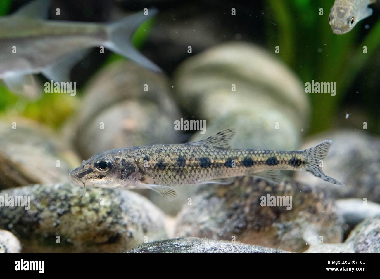 Gudgeon fish hi-res stock photography and images - Alamy