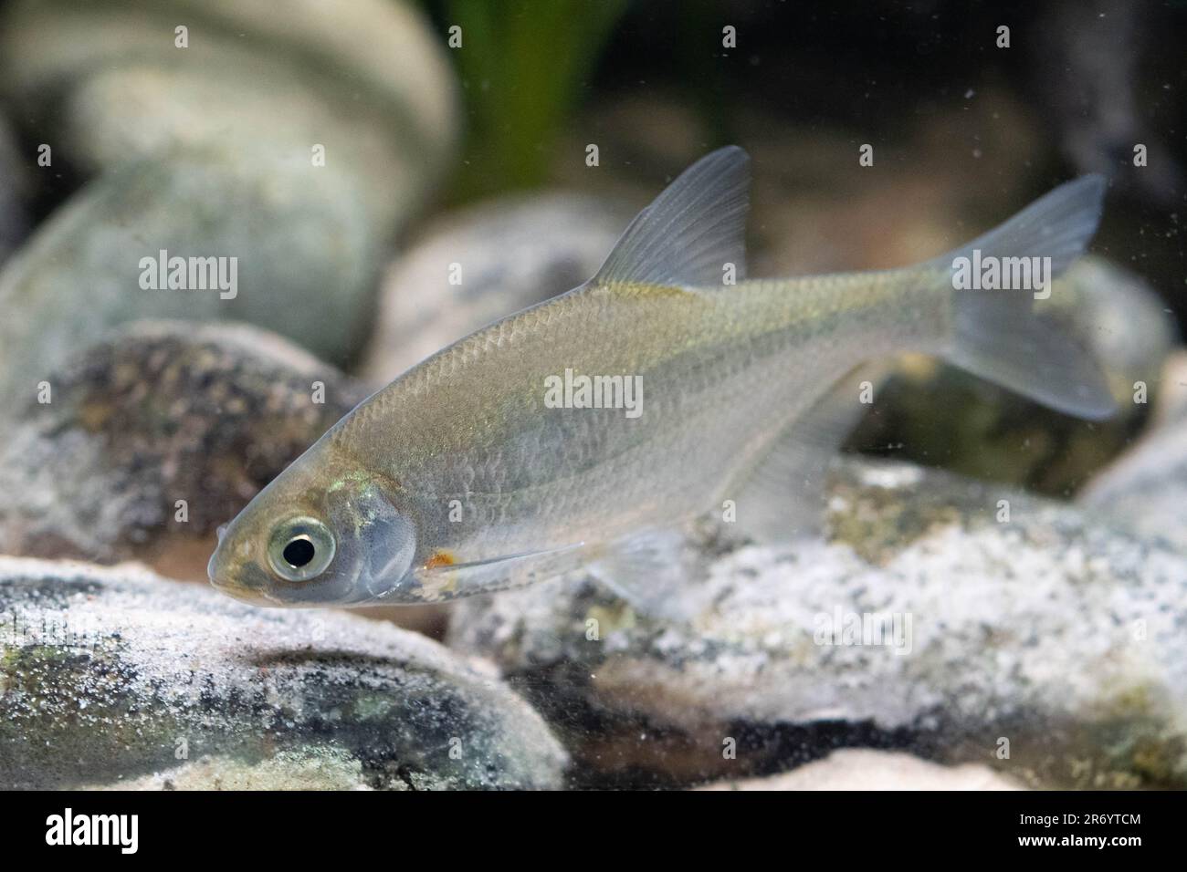 small silver bream in a aquarium Stock Photo - Alamy