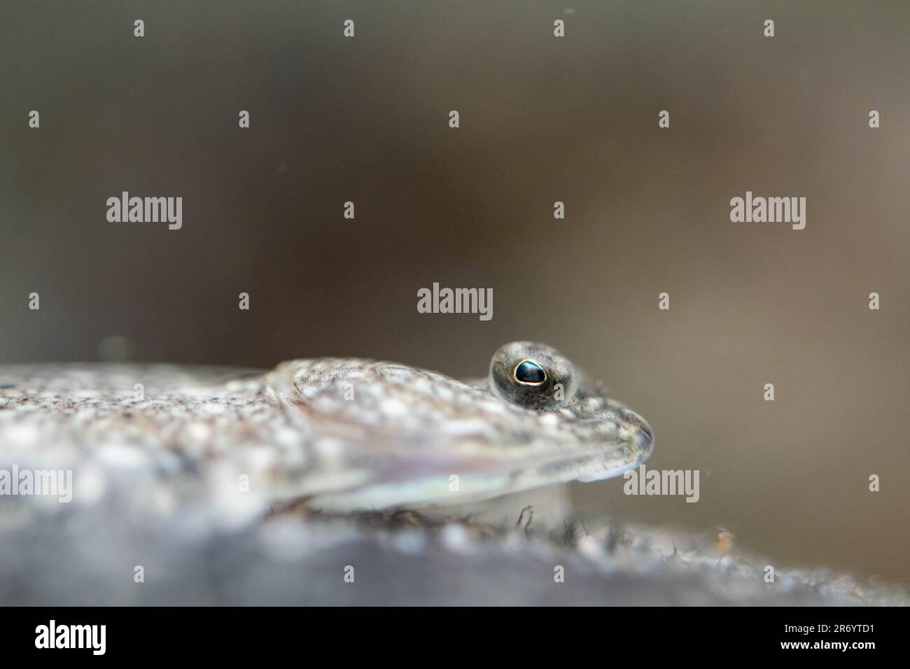 a small flounder in a freshwater Stock Photo - Alamy