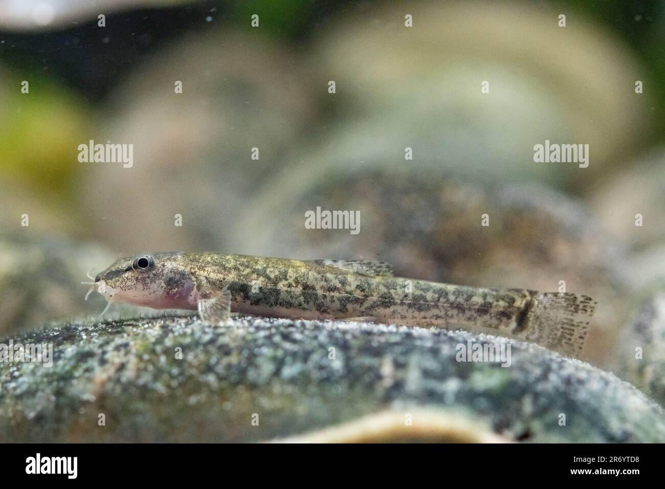 stone loach on the river bed Stock Photo - Alamy