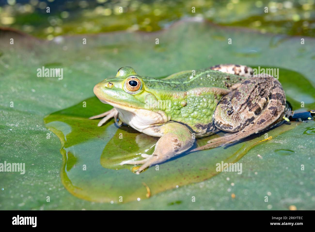 male pool frog in the water Stock Photo - Alamy