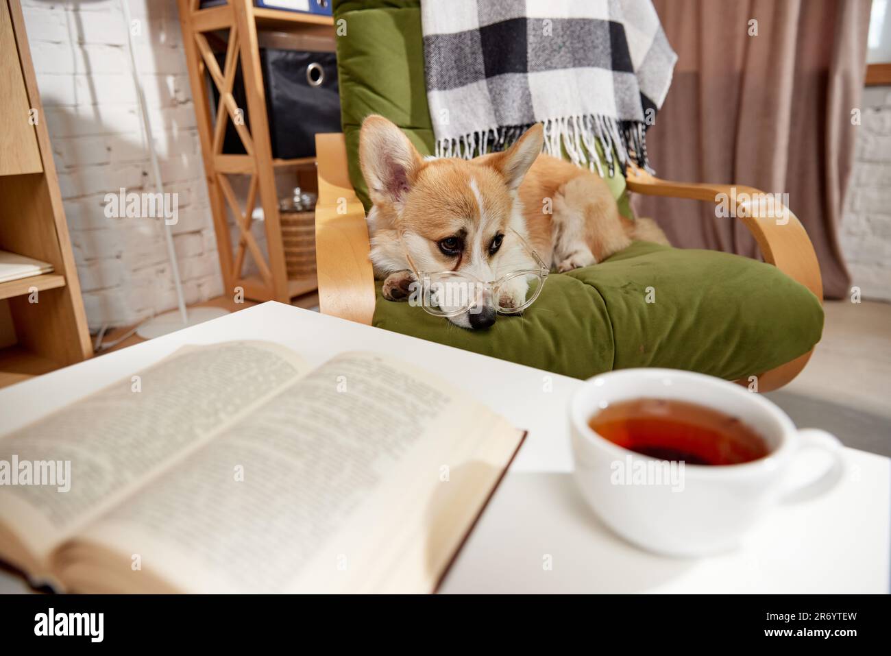 Corgi Reading Book