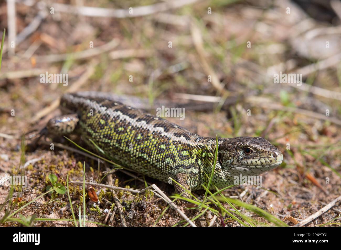 Sand lizard lacerta agilis on sand uk hi-res stock photography and ...