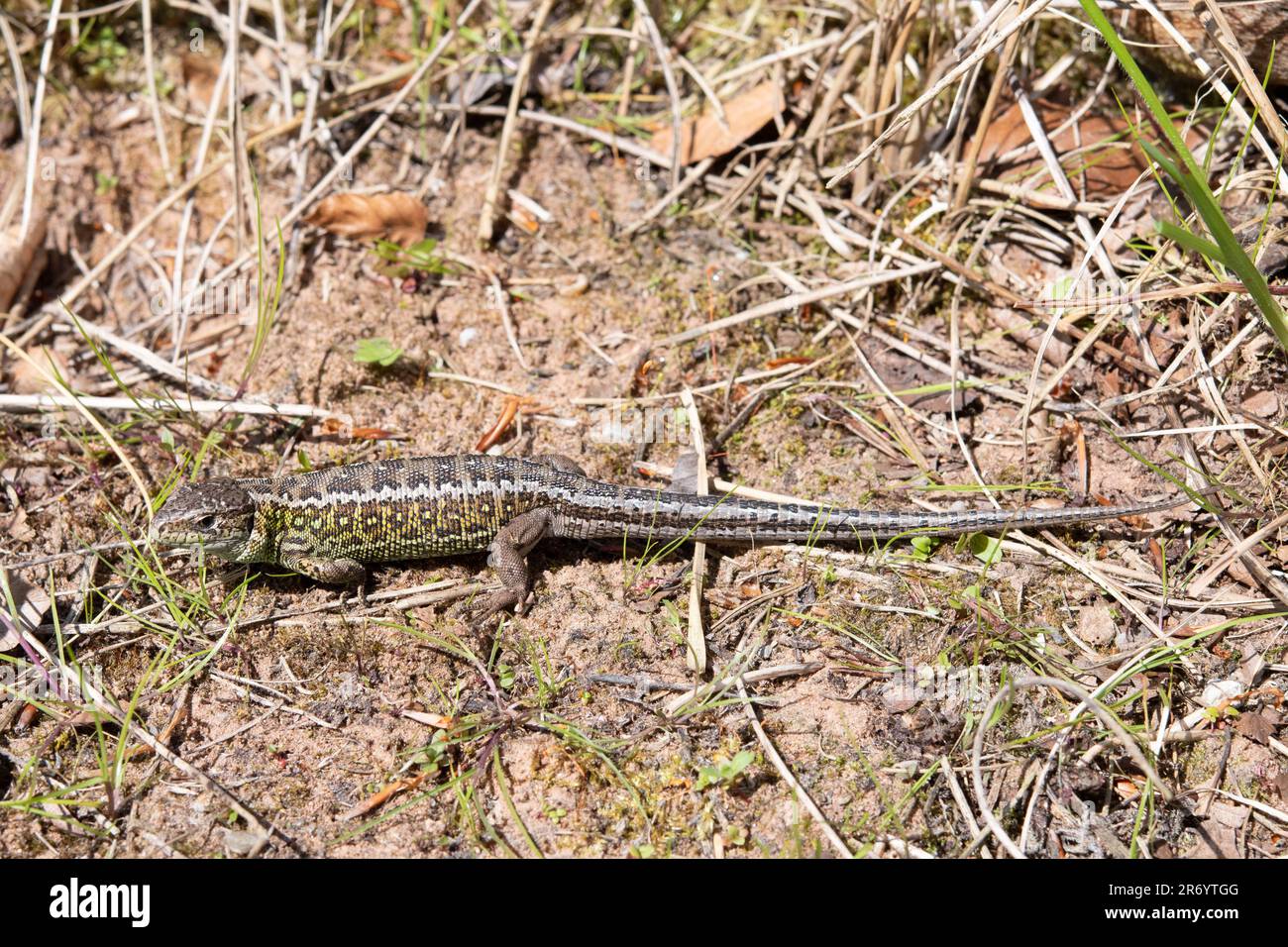 Sand lizard lacerta agilis on sand uk hi-res stock photography and ...