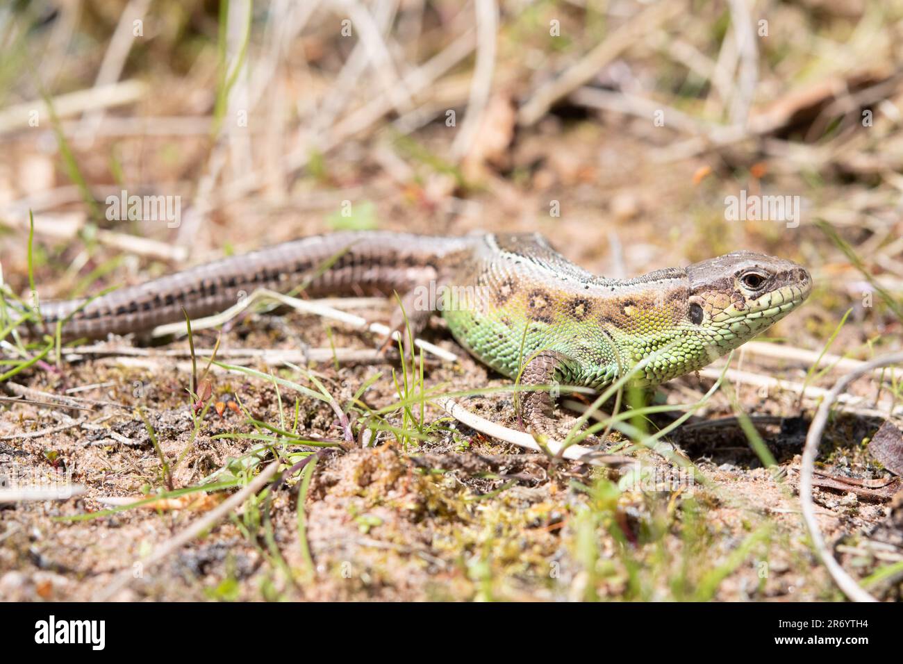 female sand lizard basking on dune patch Stock Photo - Alamy