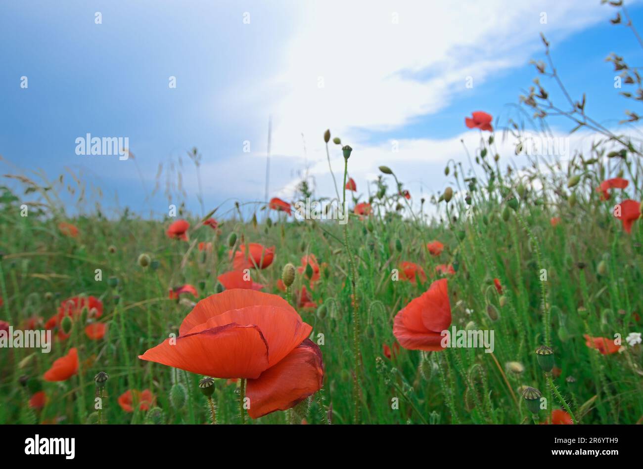 Ww2 france book hi-res stock photography and images - Alamy