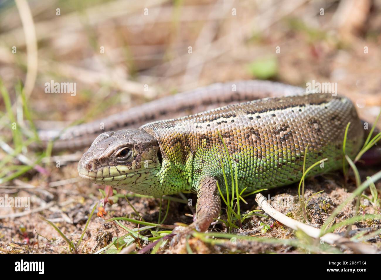 female sand lizard basking on dune patch Stock Photo - Alamy