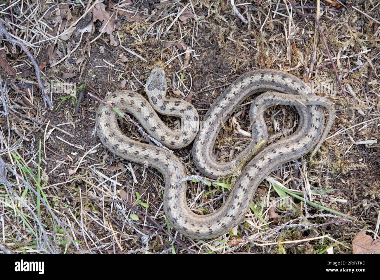 Heathland snake hi-res stock photography and images - Alamy