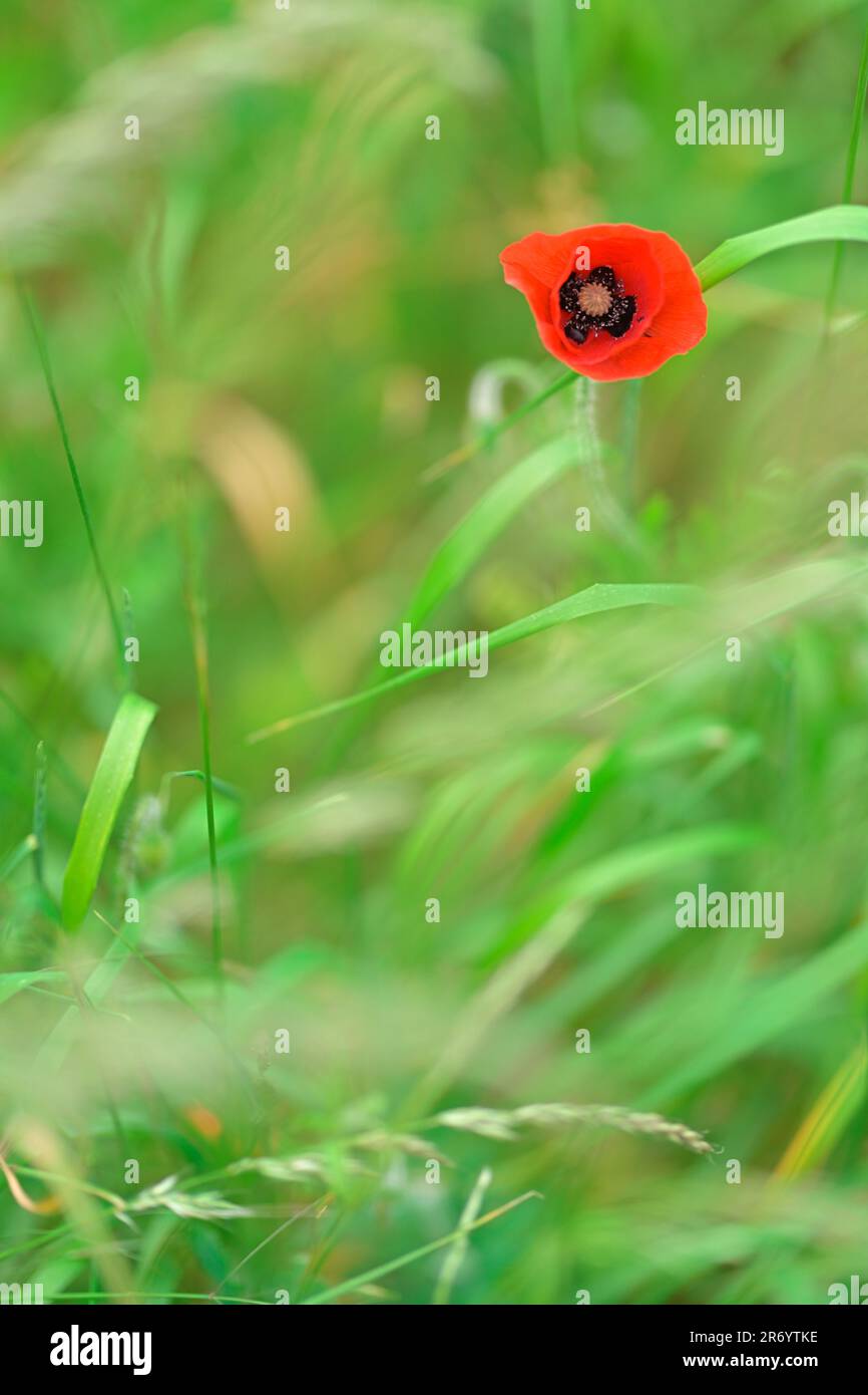 Ww2 france book hi-res stock photography and images - Alamy