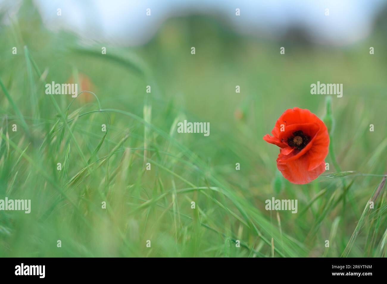 Ww2 france book hi-res stock photography and images - Alamy