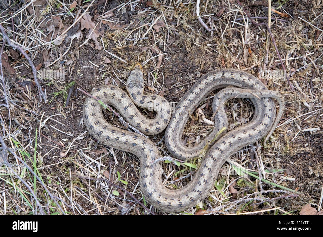 Heathland snake hi-res stock photography and images - Alamy