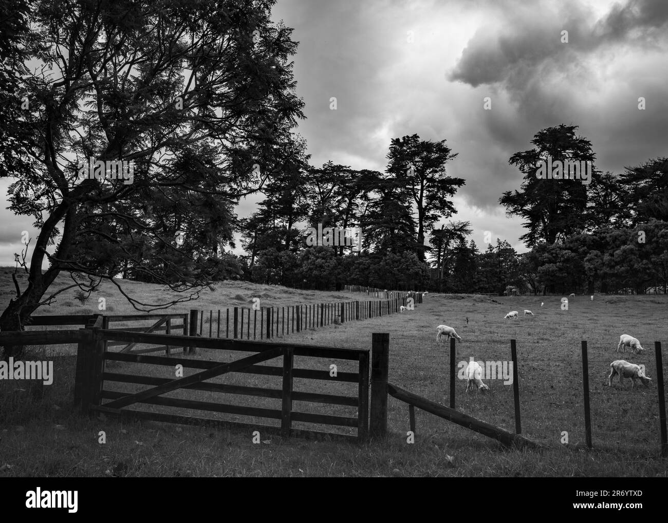 Black and white image of sheep in farm paddock Stock Photo - Alamy
