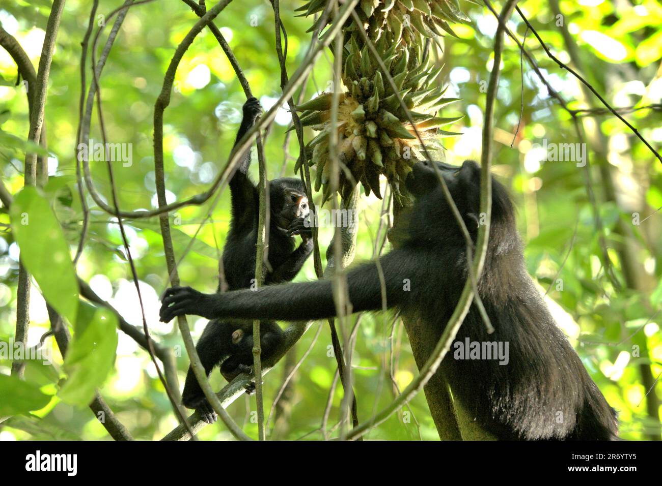 An infant and an adult female individual of Sulawesi black-crested ...