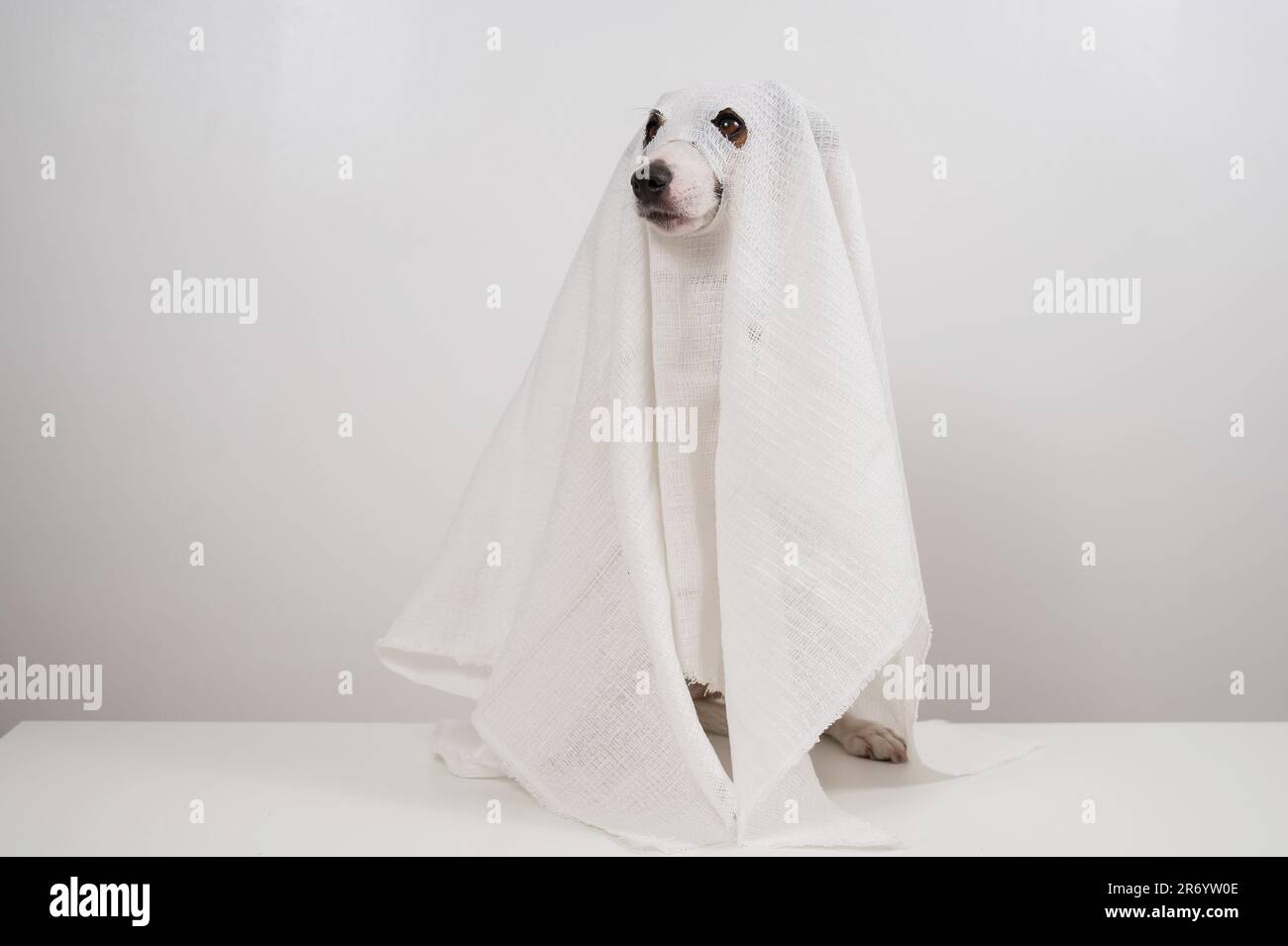 Dog Jack Russell Terrier in a ghost costume on a white background Stock ...