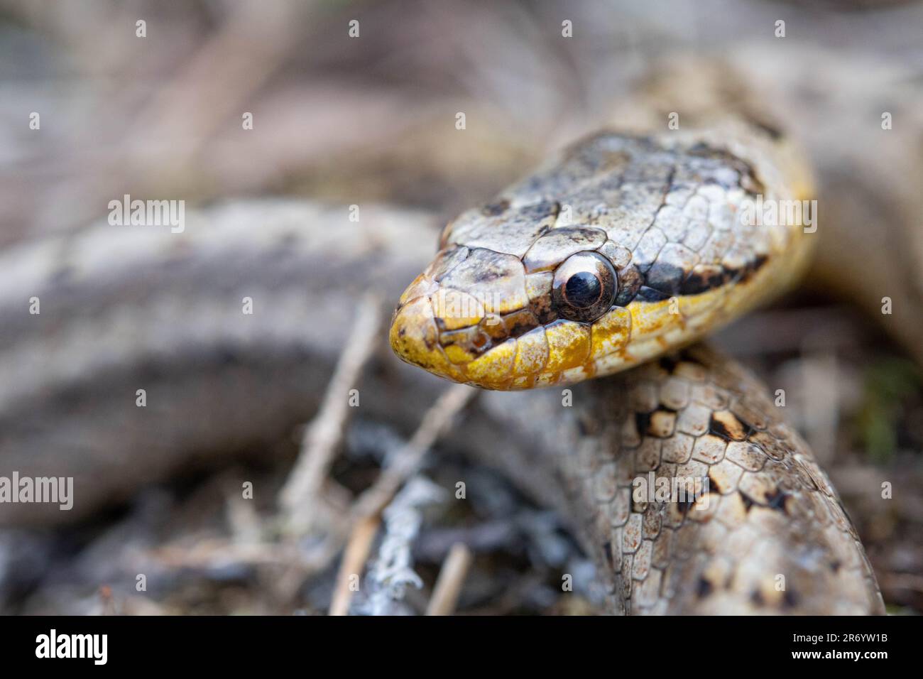 Smooth snake uk hi-res stock photography and images - Alamy