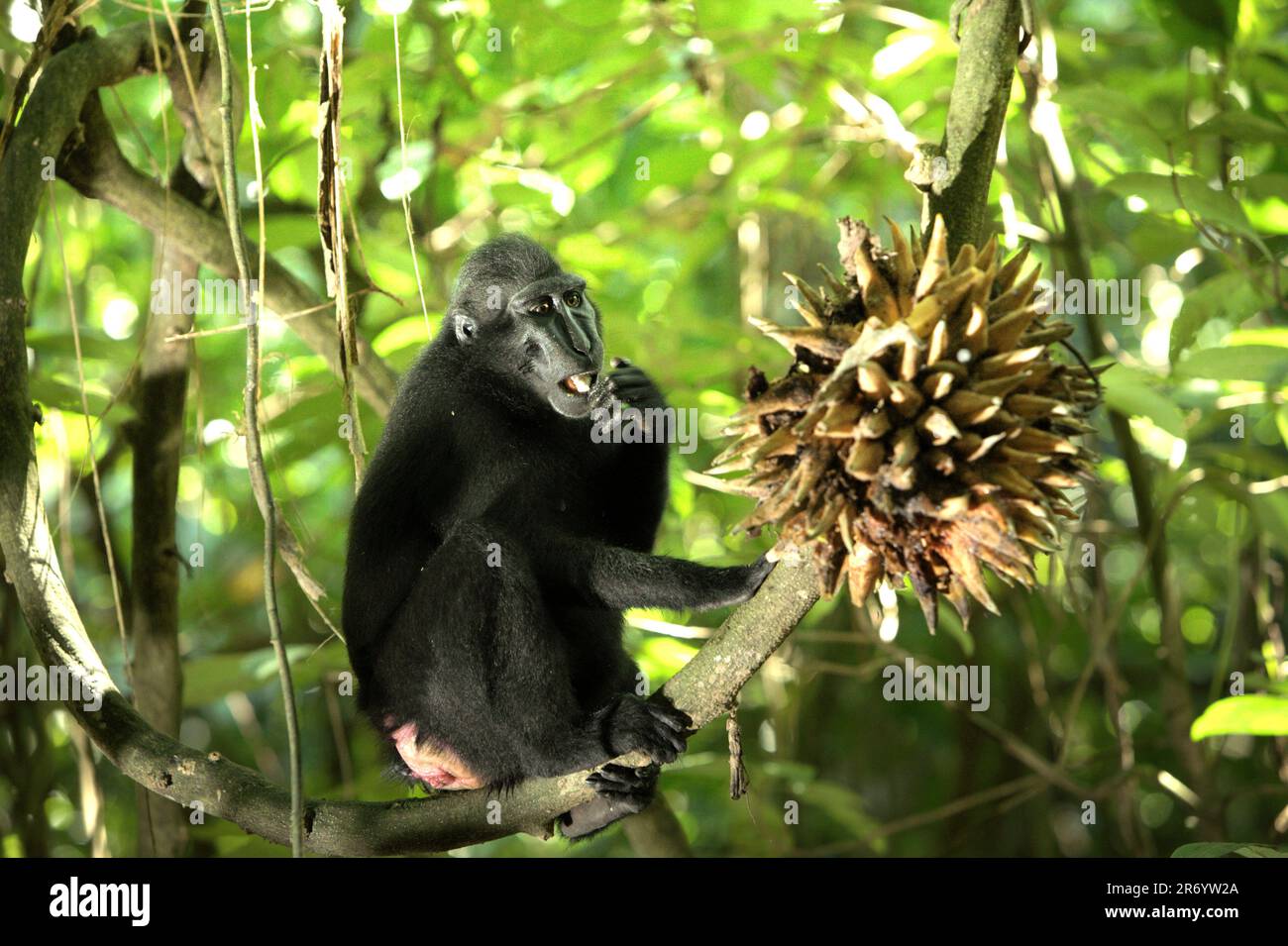 A Sulawesi black-crested macaque (Macaca nigra) is feeding on liana ...