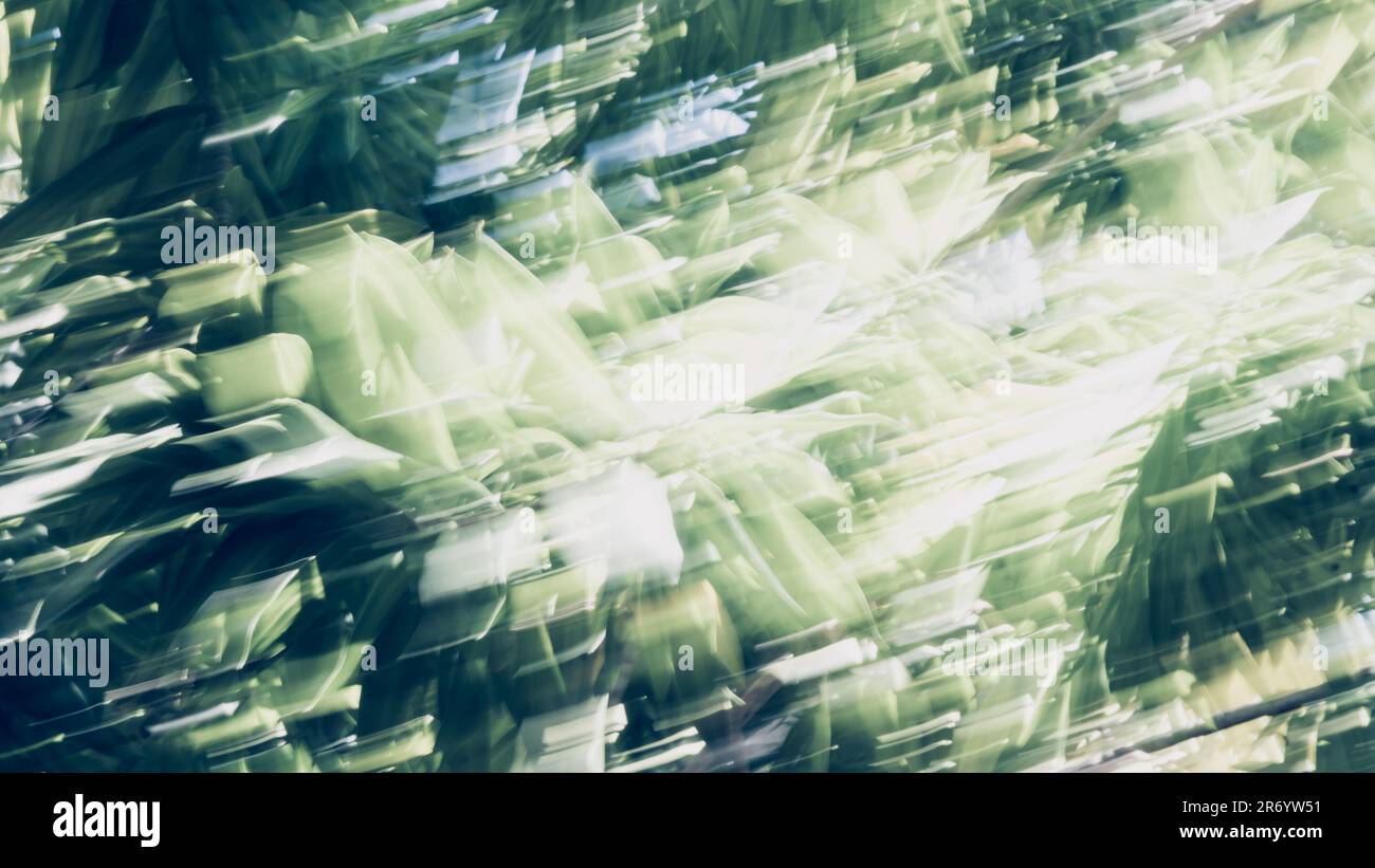 Abstract Nature Blurred dynamic motion lines defocused light bright ...