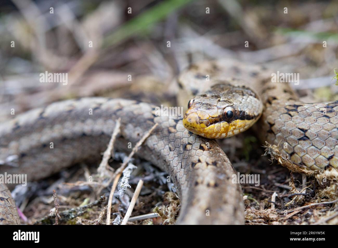 smooth snake on a heathland Stock Photo - Alamy