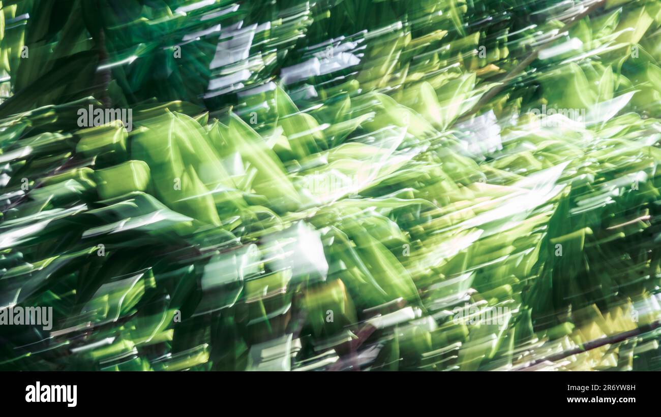 Abstract Nature Blurred dynamic motion lines defocused light bright ...