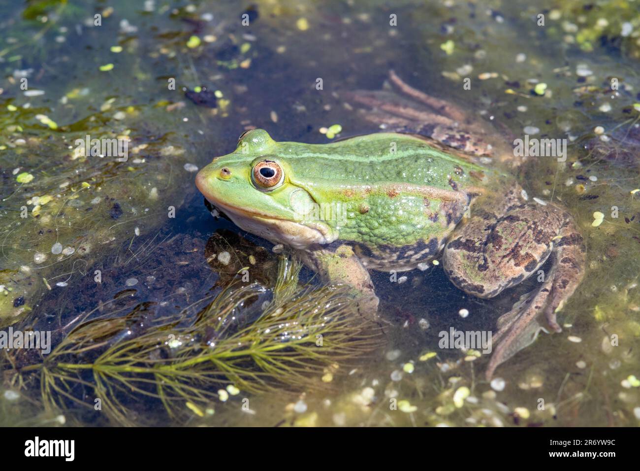 Male pool frog in hi-res stock photography and images - Alamy