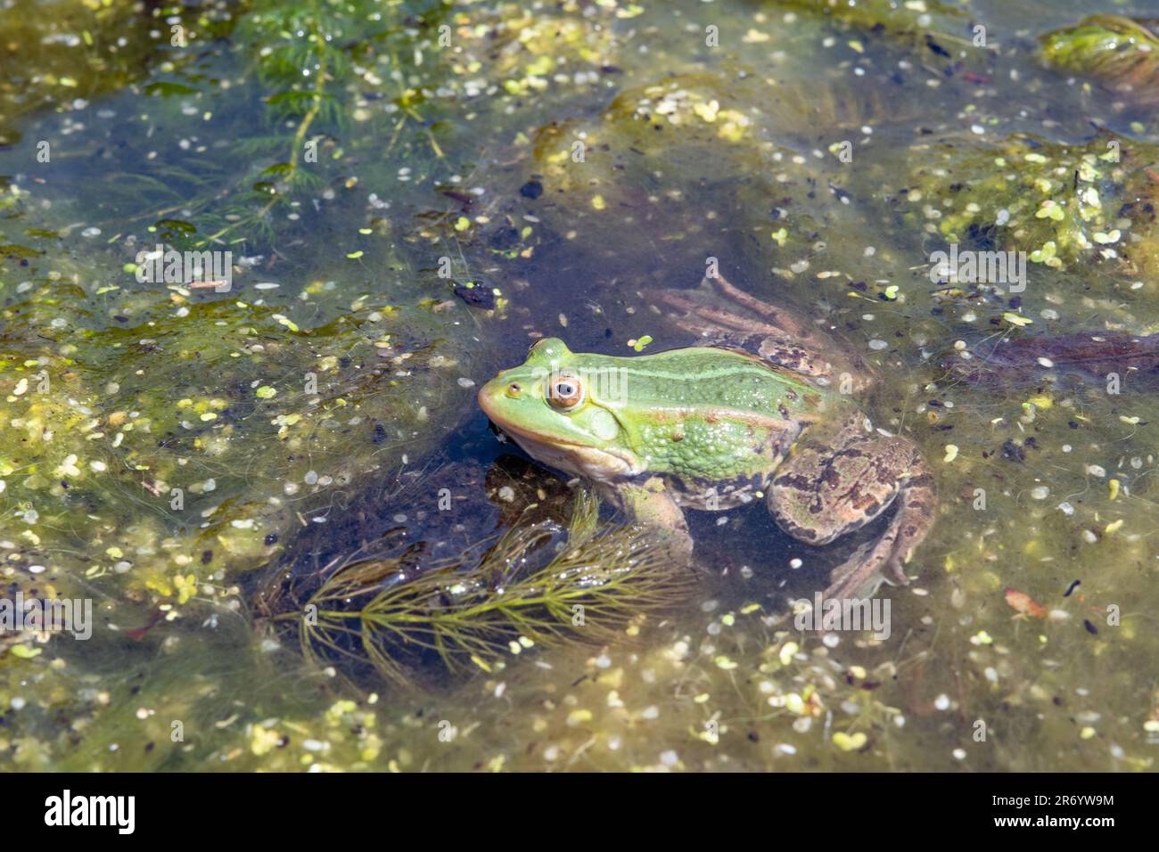 male pool frog in the water Stock Photo - Alamy