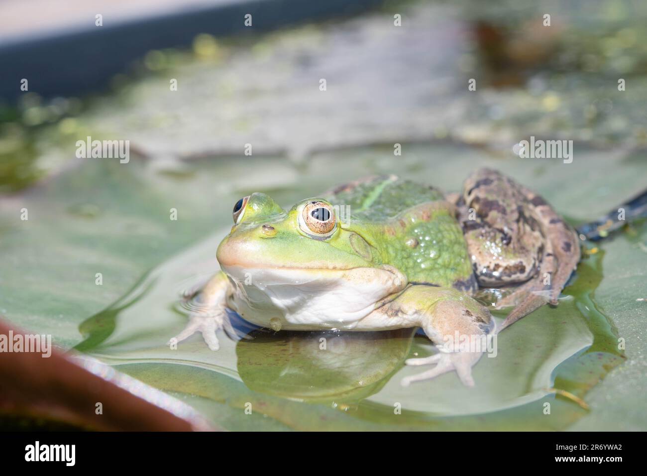 male pool frog in the water Stock Photo - Alamy
