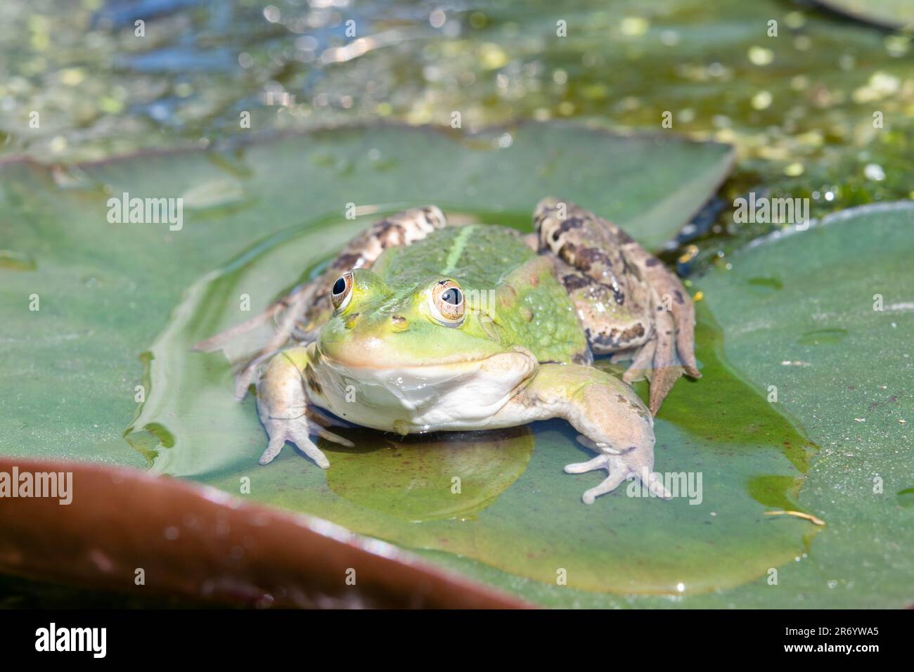 male pool frog in the water Stock Photo - Alamy