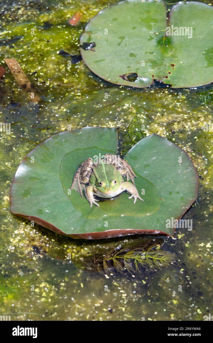 male pool frog in the water Stock Photo - Alamy