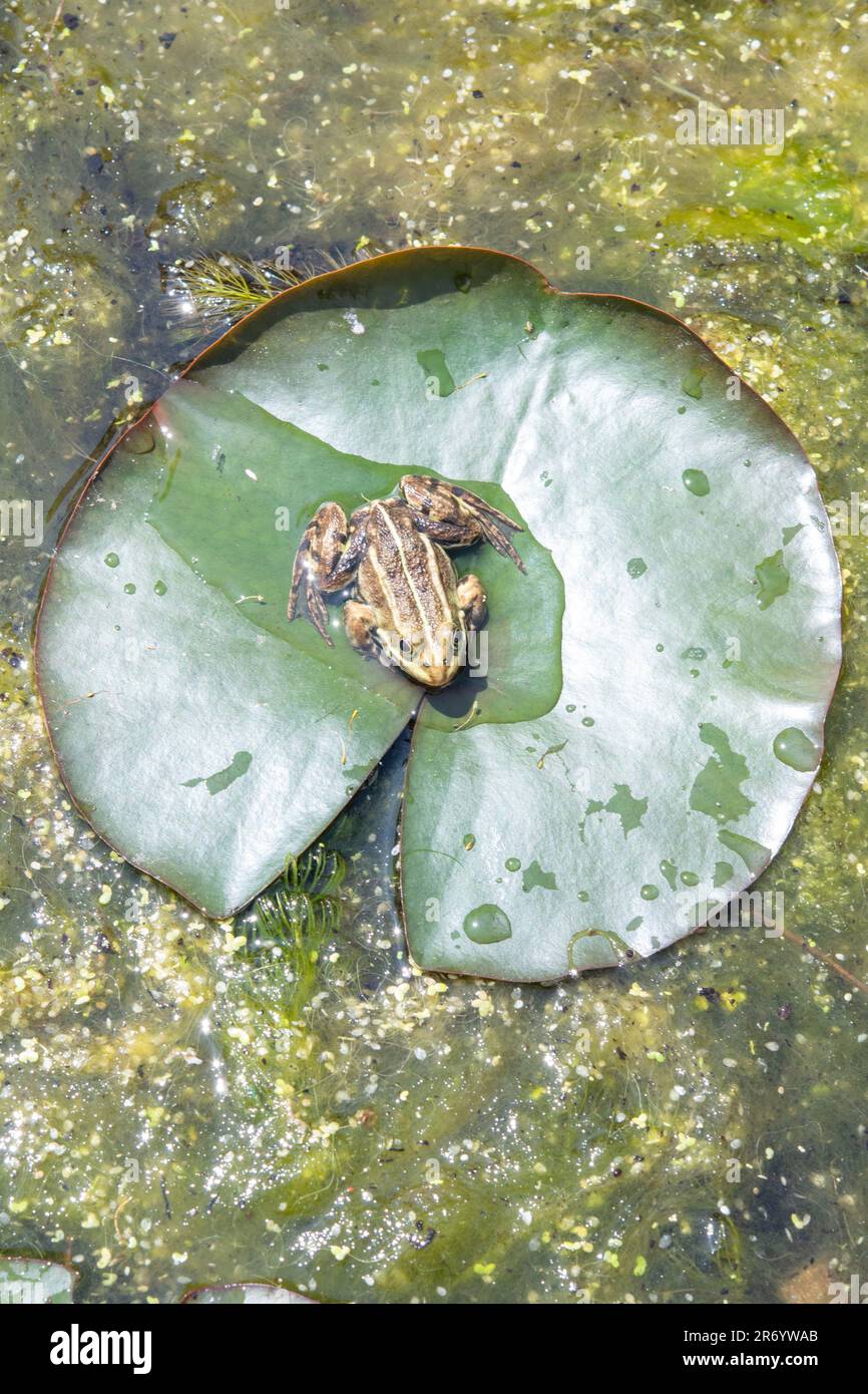 Northern pool frog hi-res stock photography and images - Alamy