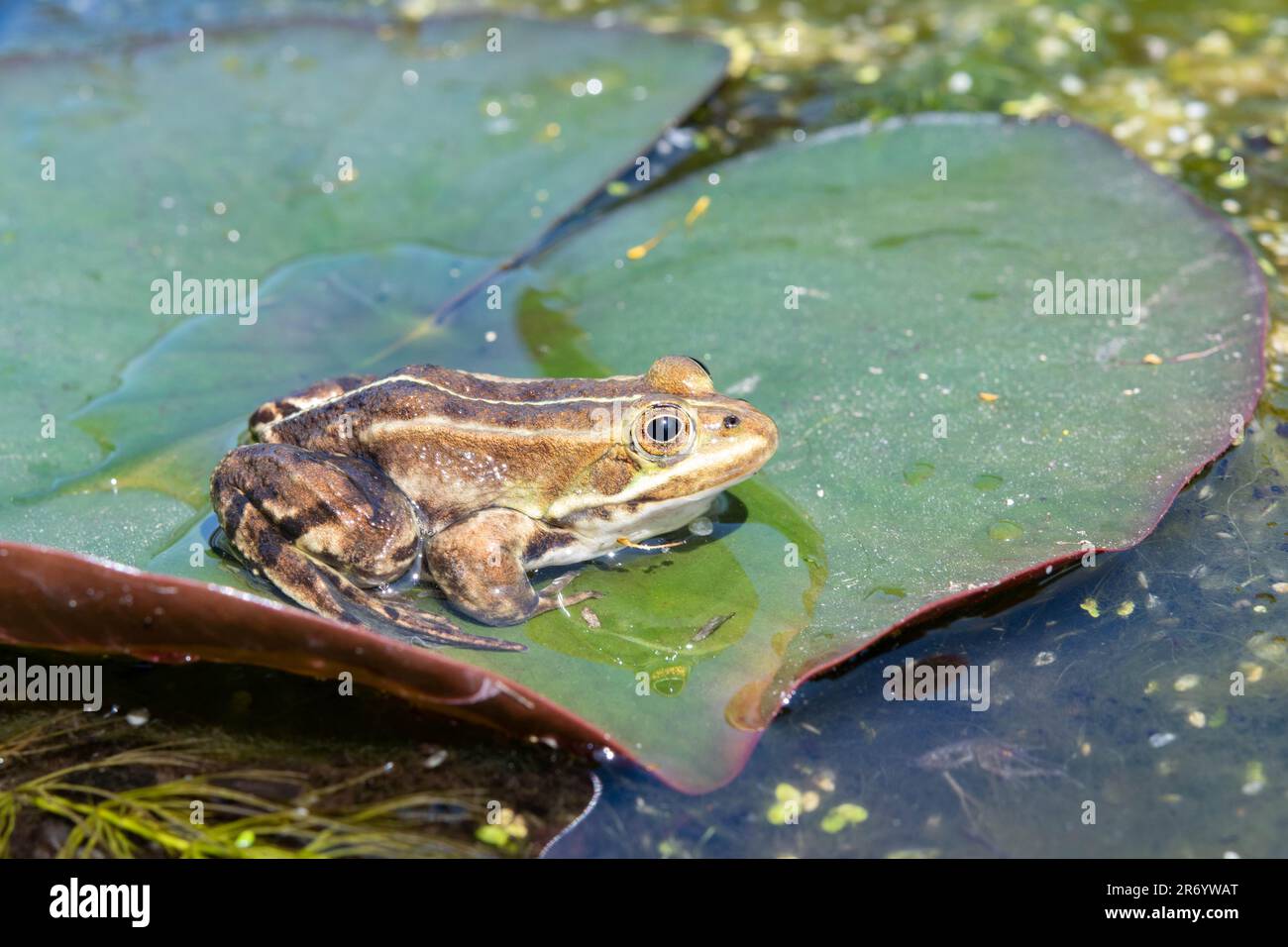 The northern pool frog hi-res stock photography and images - Alamy