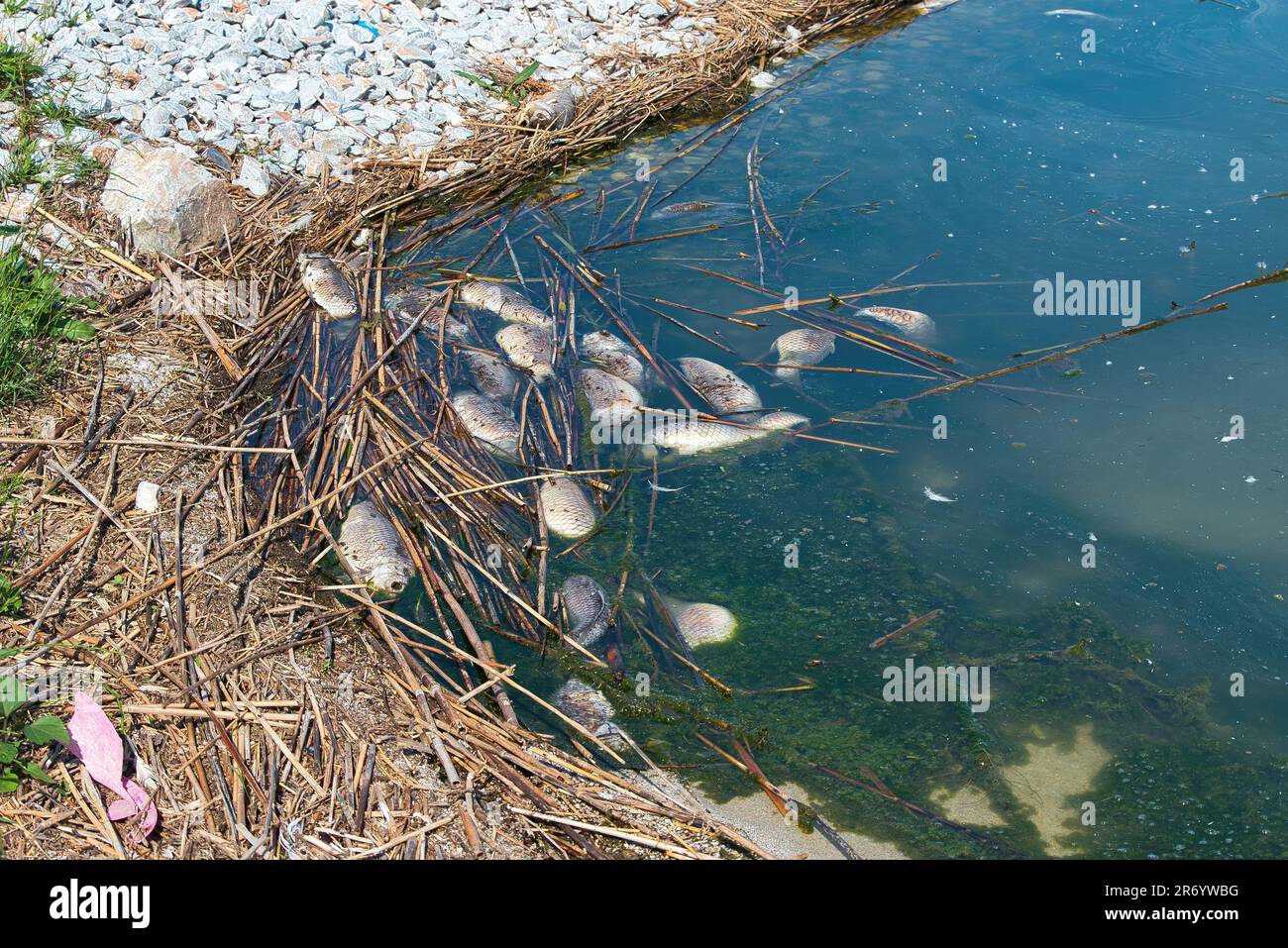 dead fish in Lake Karla due to water shortage, effects of water ...