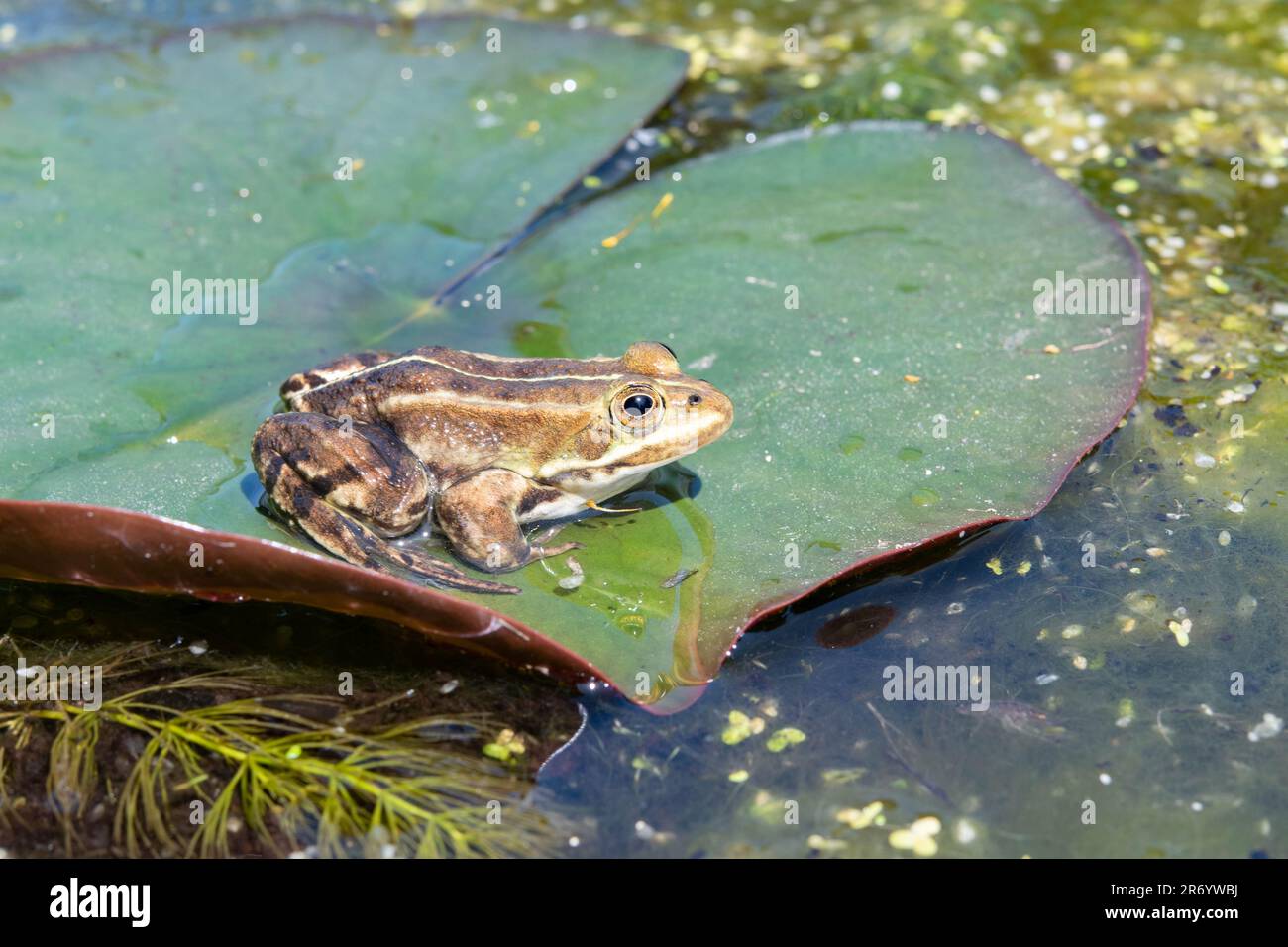 Northern pool frog hi-res stock photography and images - Alamy