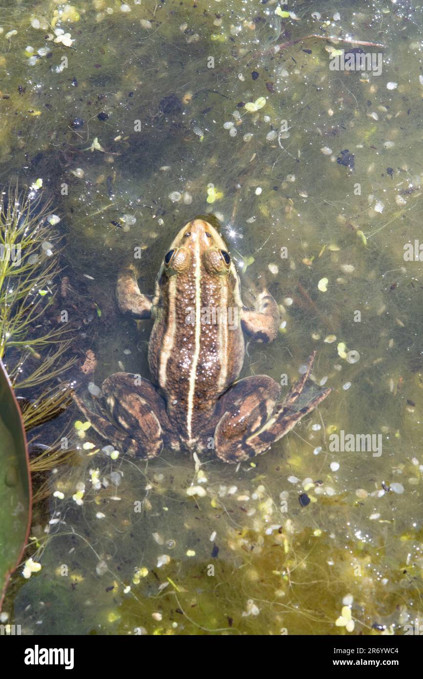 Northern pool frog uk hi-res stock photography and images - Alamy